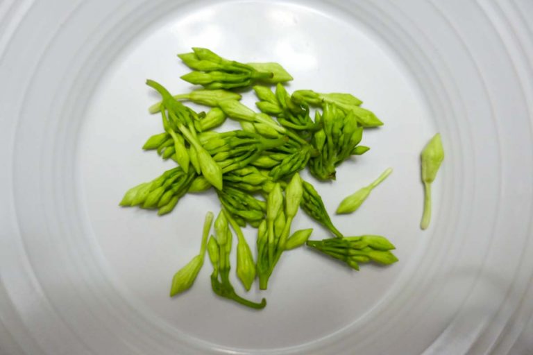 Loroco Facts & Authentic Pupusa Recipe [Salvadoran]